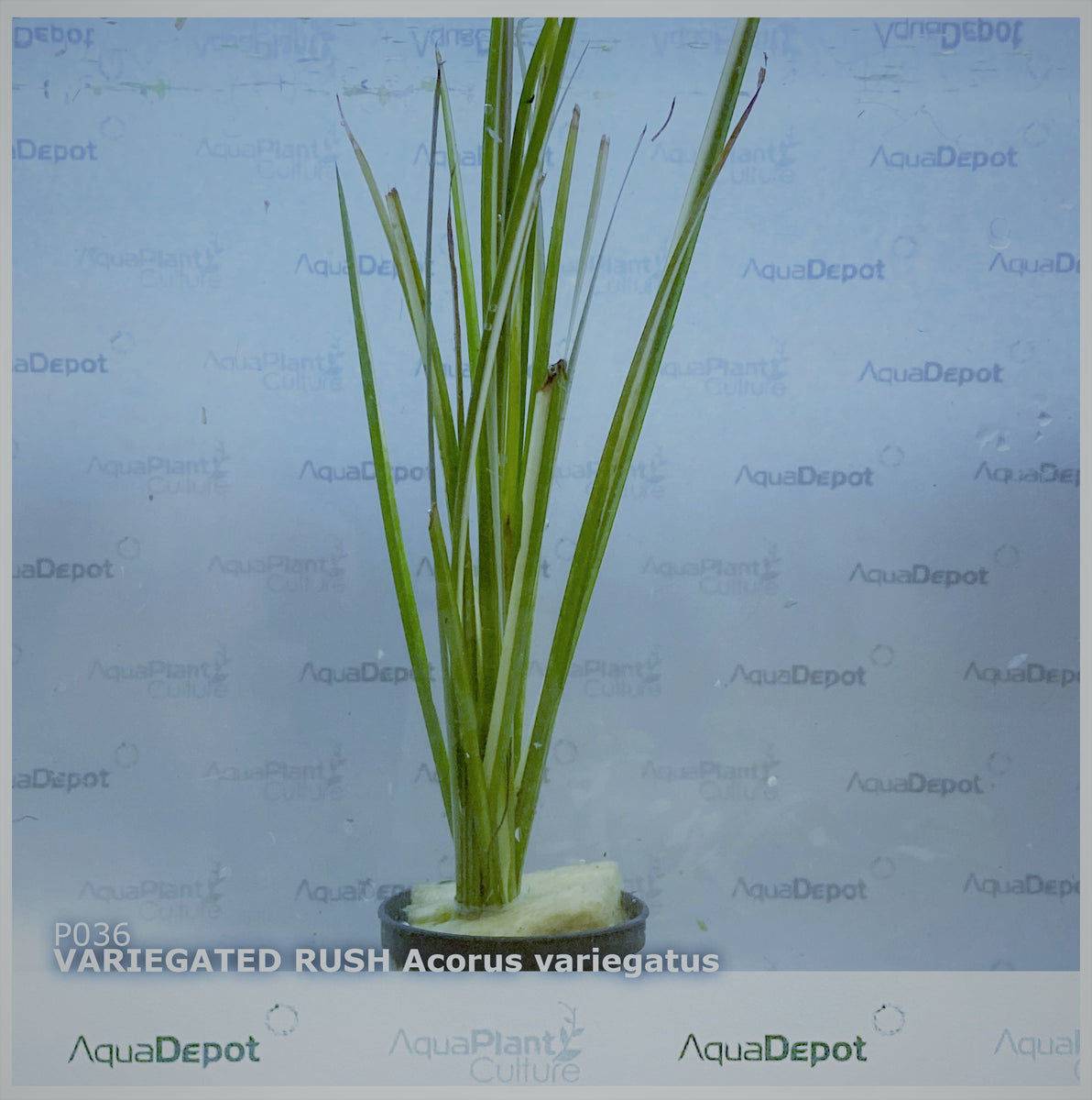 Acorus gramineus variegatus EMERSED/BUNCH Variegated Rush – Aquatic ...