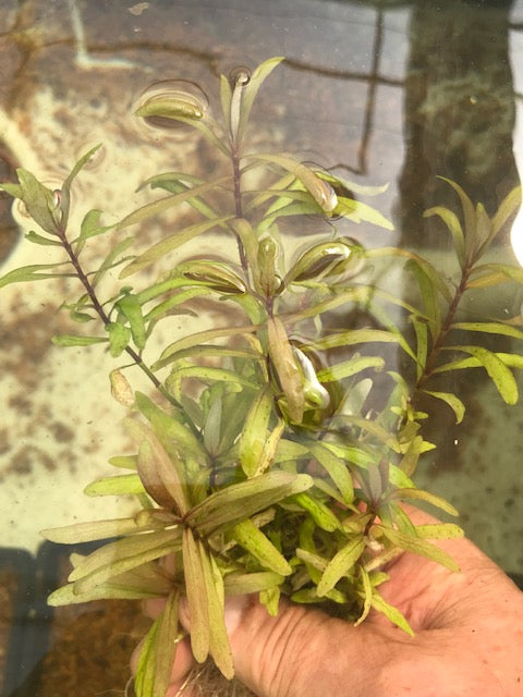 Hygrophila ceylon SUBMERSED/BUNCH – Aquatic Plants Australia