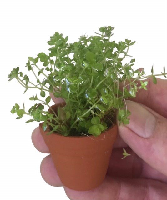 Terracotta Pot – Baby Tears Narrow – Aquatic Plants Australia
