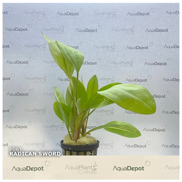 Echinodorus cordiflolius EMERSED Radican sword – Aquatic Plants Australia