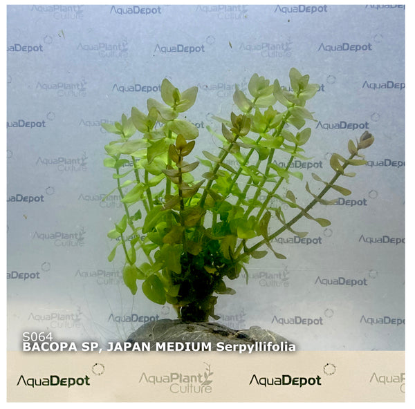 Bacopa serpyllifolia SUBMERSED/BUNCH Bacopa Japan – Aquatic Plants ...