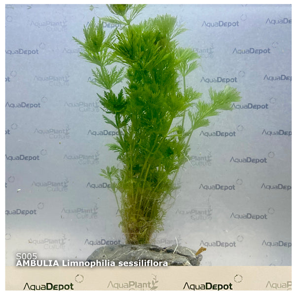 Limnophila sessilifloraI SUBMERSED/BUNCH Ambulia – Aquatic Plants Australia