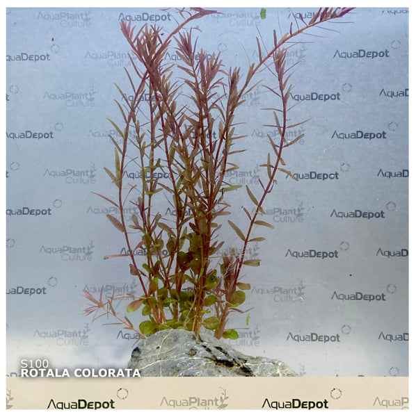 Rotala colorata SUBMERSED/BUNCH – Aquatic Plants Australia