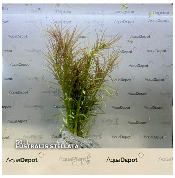 Eustralis stellata SUBMERSED/BUNCH – Aquatic Plants Australia