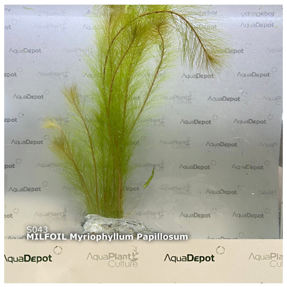 Myriophyllum papillosum SUBMERSED/BUNCH Red Milfoil – Aquatic Plants ...