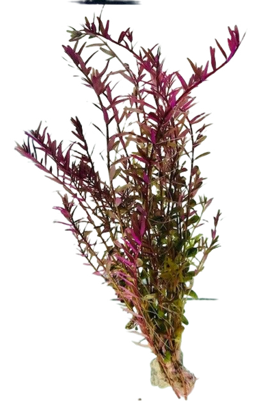 Rotala colorata SUBMERSED/BUNCH (Not Available to WA) – Aquatic Plants ...