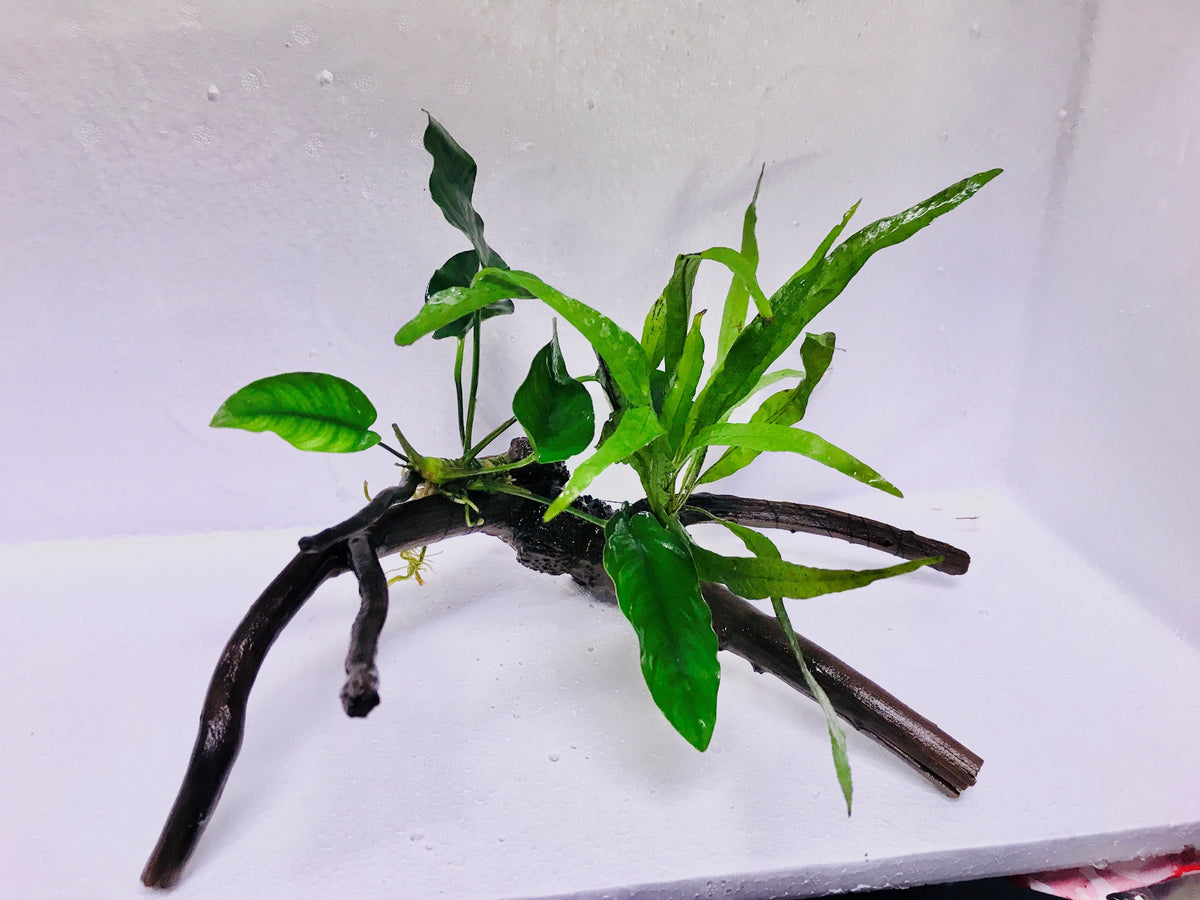 ** Decor Driftwood ** Aquascape Aquarium (w/Anubias & Java Fern ...