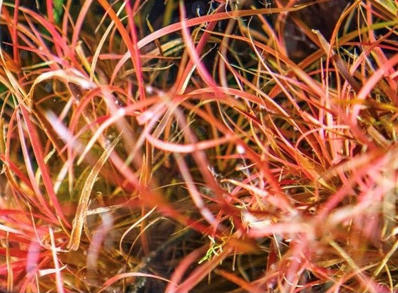 Juncus repens SUBMERSED/BUNCH – Aquatic Plants Australia