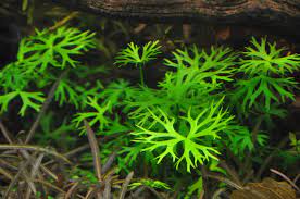 Ranunculus inundatus EMERSED/BUNCH – Aquatic Plants Australia